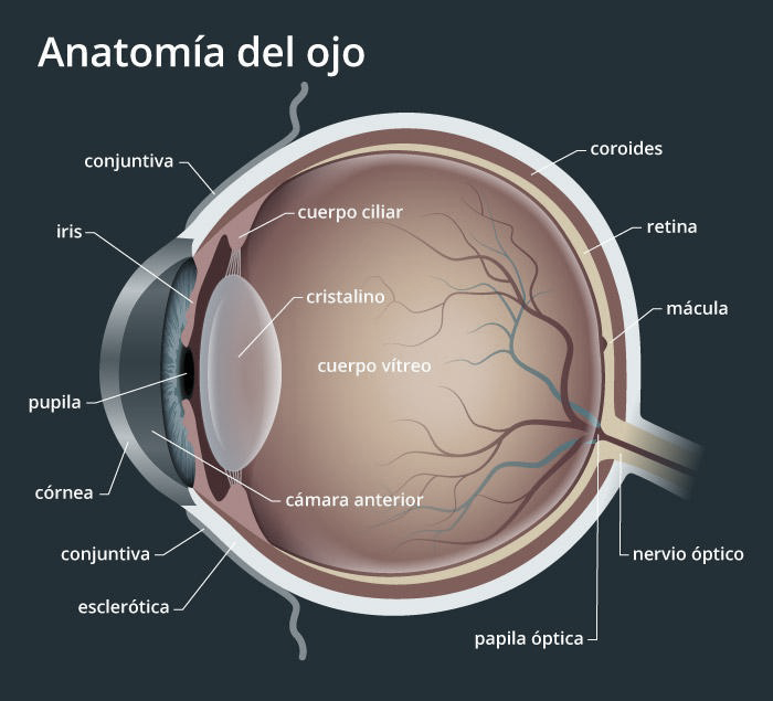 Salud ocular: Desprendimiento de vitreo